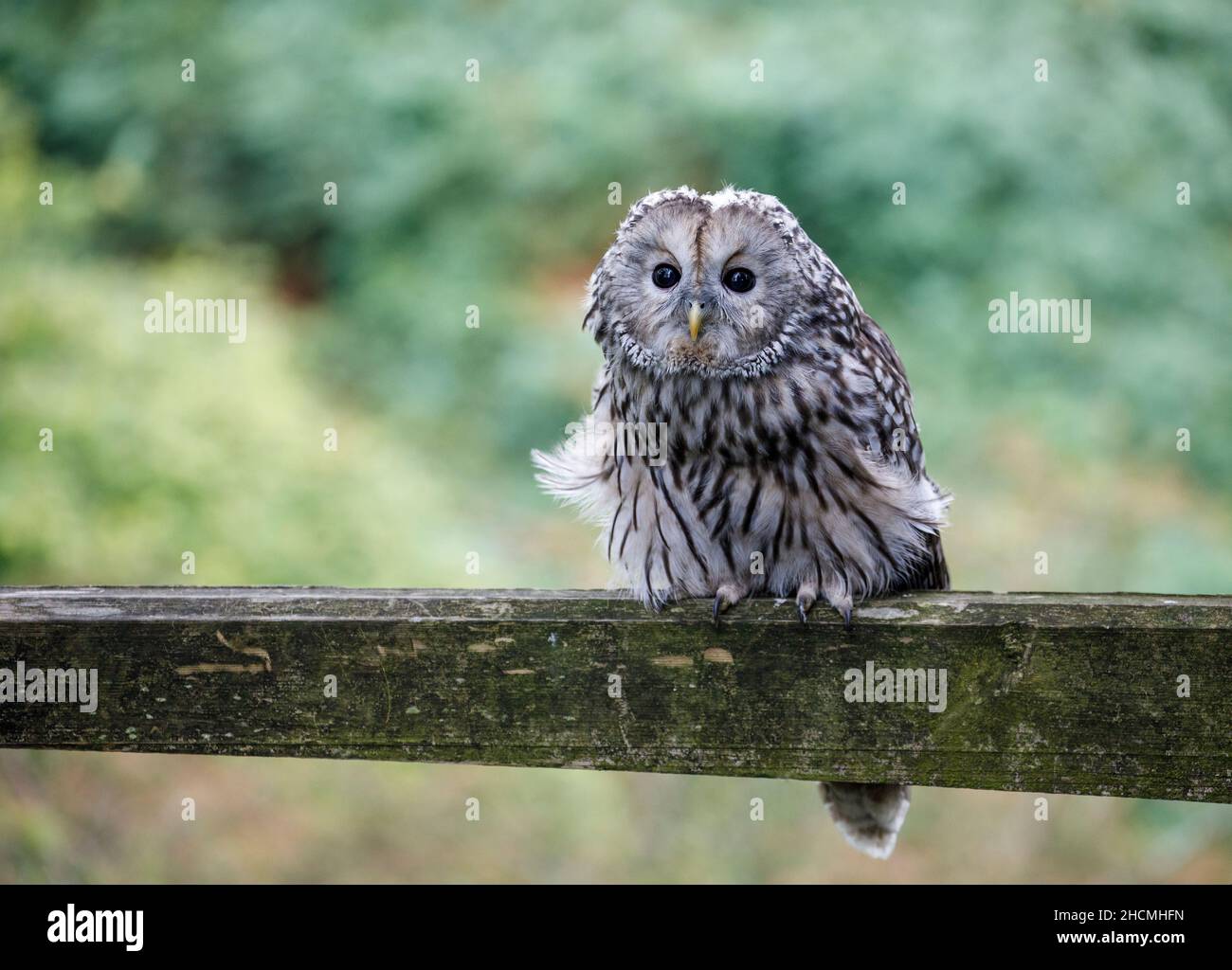 Flying ural owl hi-res stock photography and images - Alamy