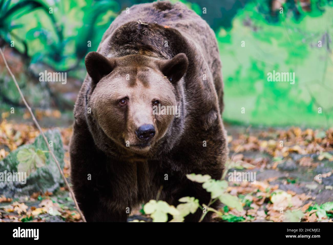 Canadian big brown bear moving in a park forest Stock Photo - Alamy
