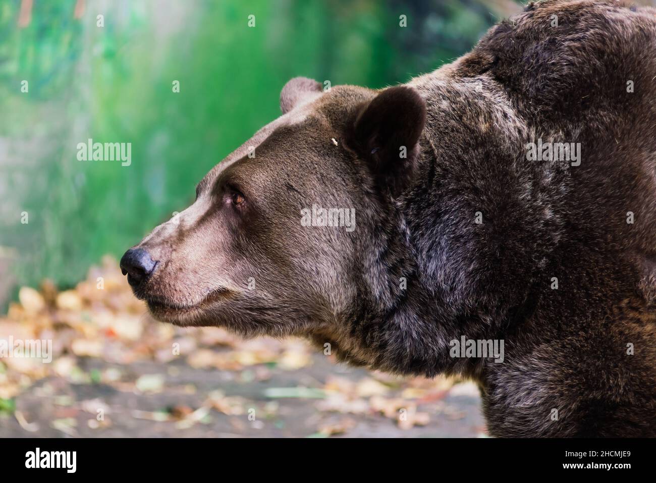 Brown bear moving in forest hi-res stock photography and images - Alamy