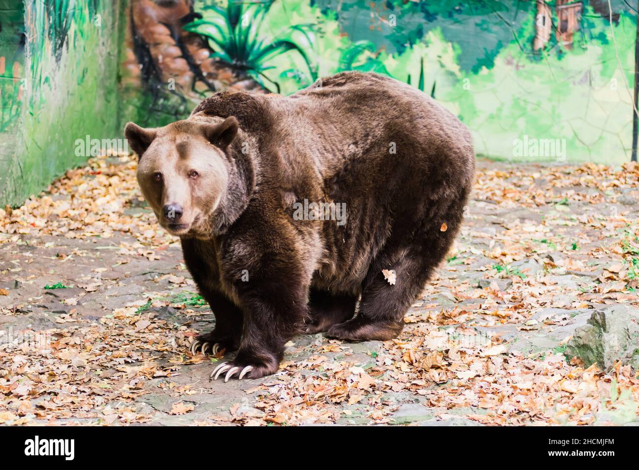 Canadian big brown bear moving in a park forest Stock Photo - Alamy