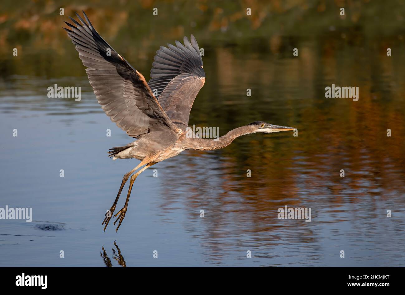 Great blue heron in flight hi-res stock photography and images - Alamy