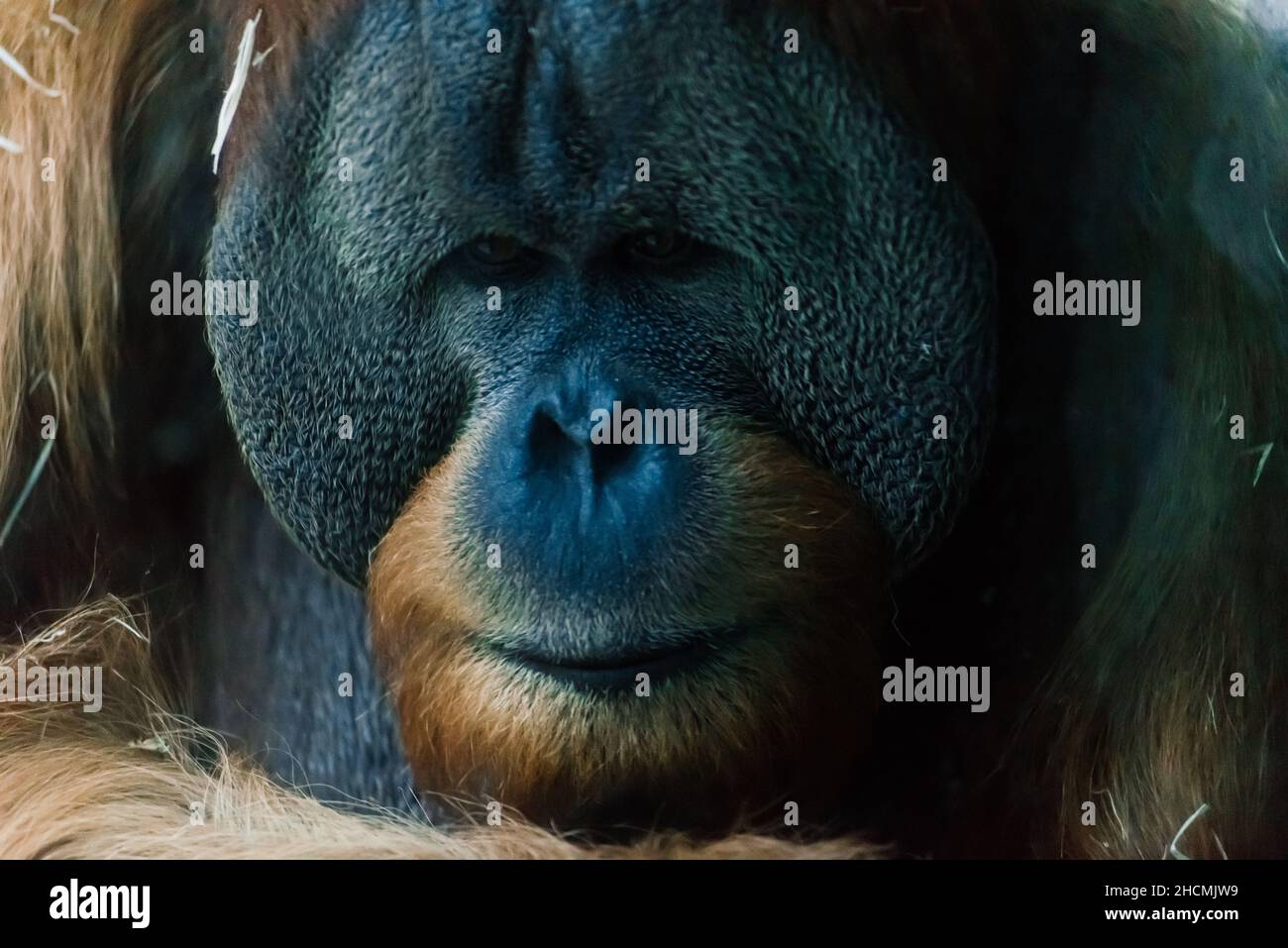 Wild Bornean orangutan, Wildlife Rehabilitation Centre. Orangutans ...