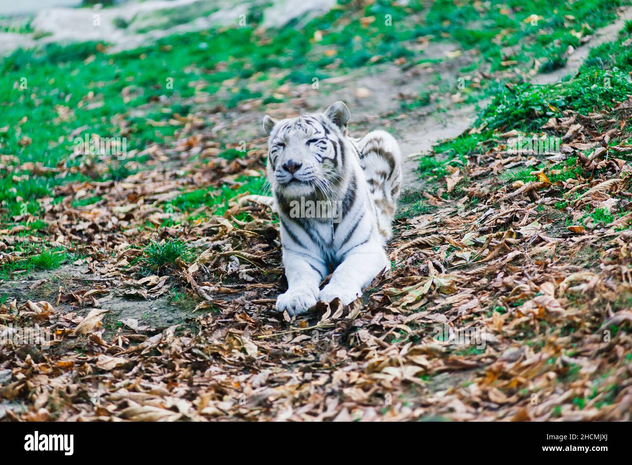 White big tiger, bleached tiger in an autumn park laying and walk ...