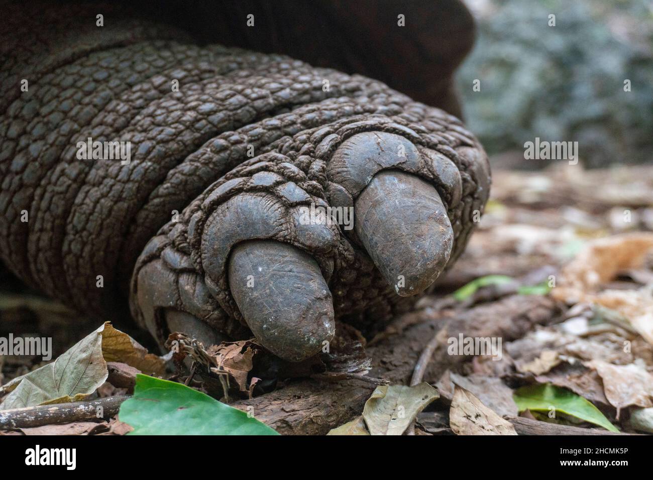 Close up of Turtle leg. An Aldabra giant tortoise Aldabrachelys ...