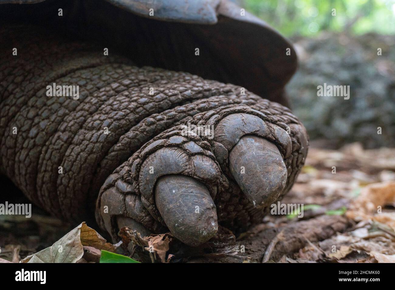 Closeup massive galapagos tortoise in hi-res stock photography and ...