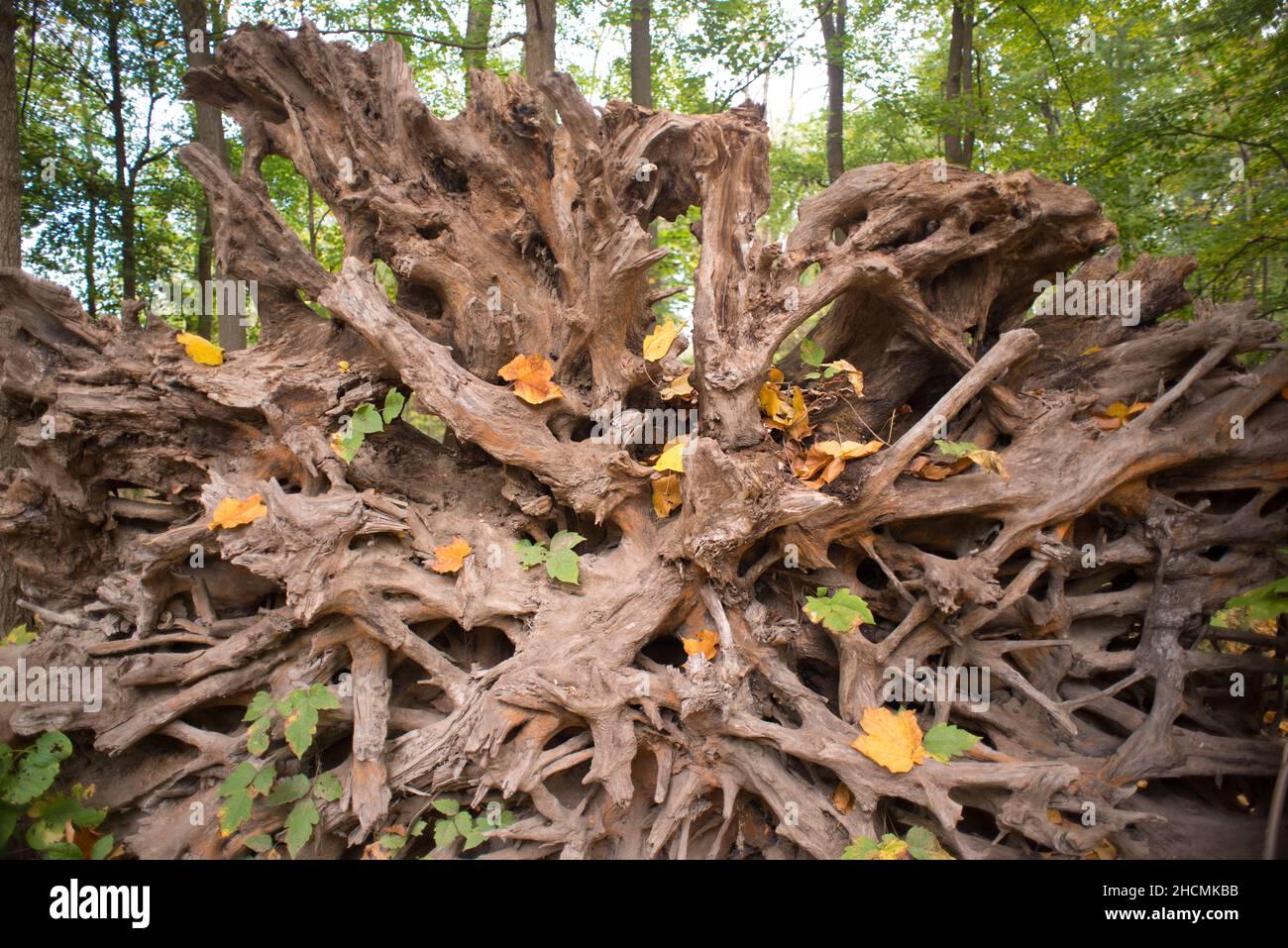 An overturned tree's exposed roots in autumn slowly being taken over by ...