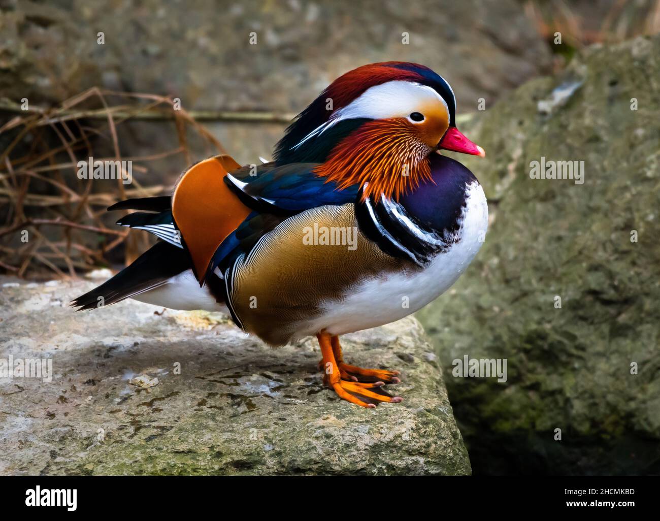 Male Mandarin Duck (Aix Galericulata) With Colorful Plumage Balancing ...