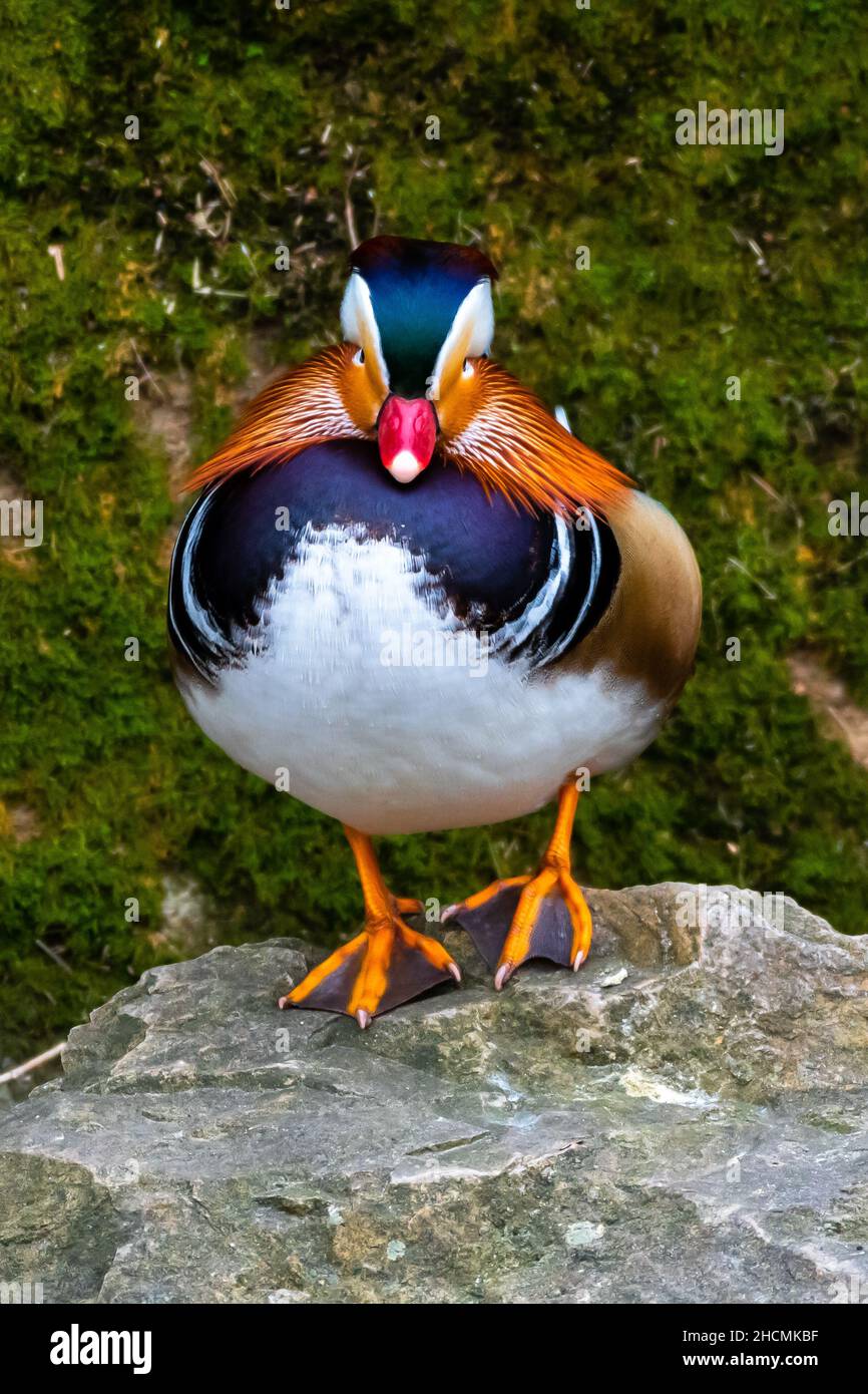 Male Mandarin Duck (Aix Galericulata) With Colorful Plumage Balancing ...