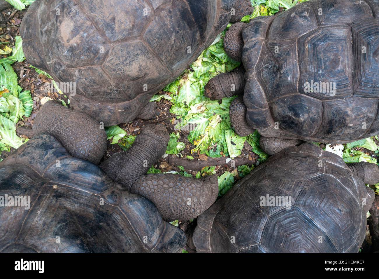 Giant tortoises black hi-res stock photography and images - Alamy