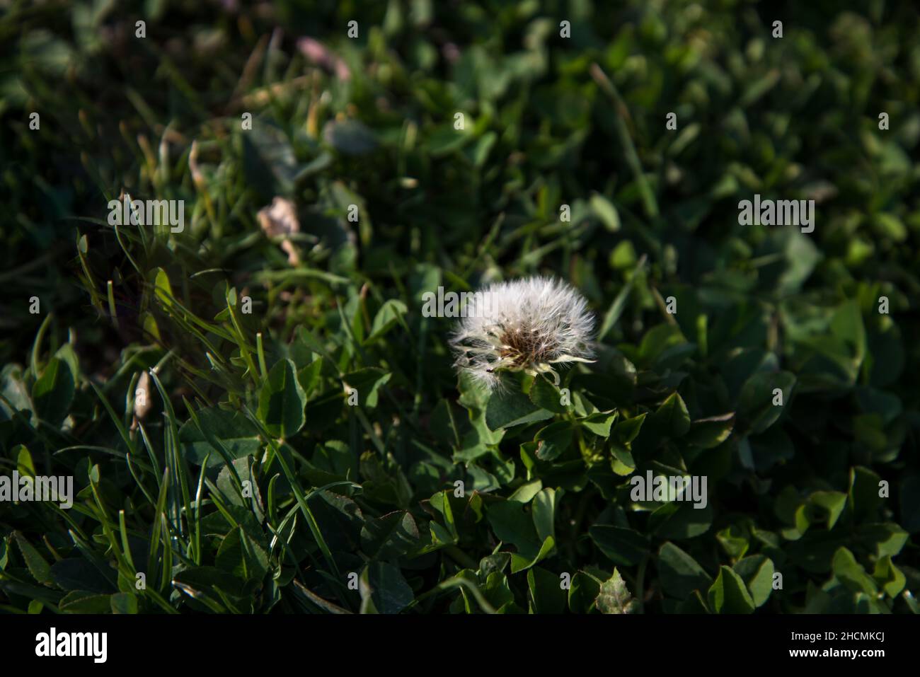small one Dandelion in grass Stock Photo - Alamy