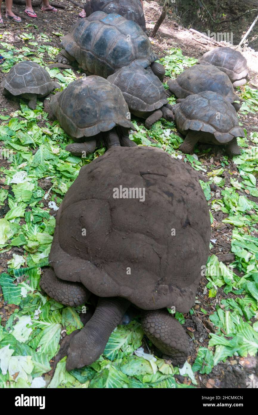 Giant tortoises black hi-res stock photography and images - Alamy