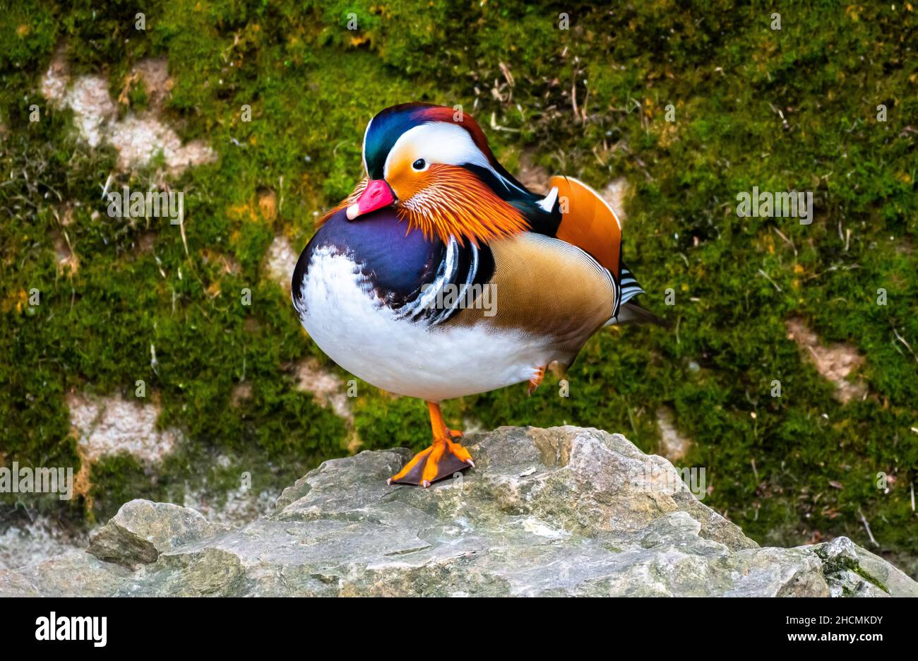 Male Mandarin Duck (Aix Galericulata) With Colorful Plumage Balancing ...