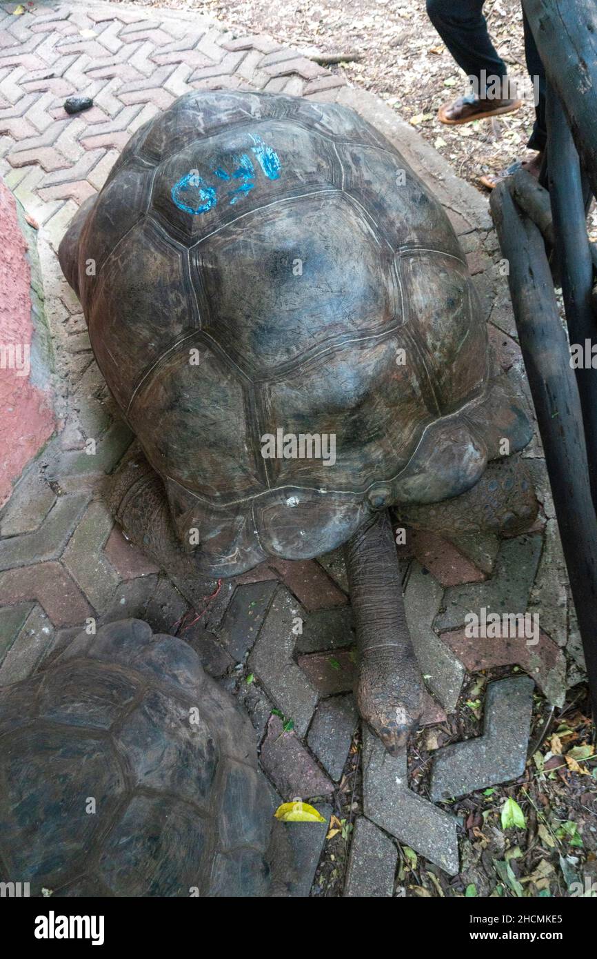 Tanzania tortoises hi-res stock photography and images - Alamy