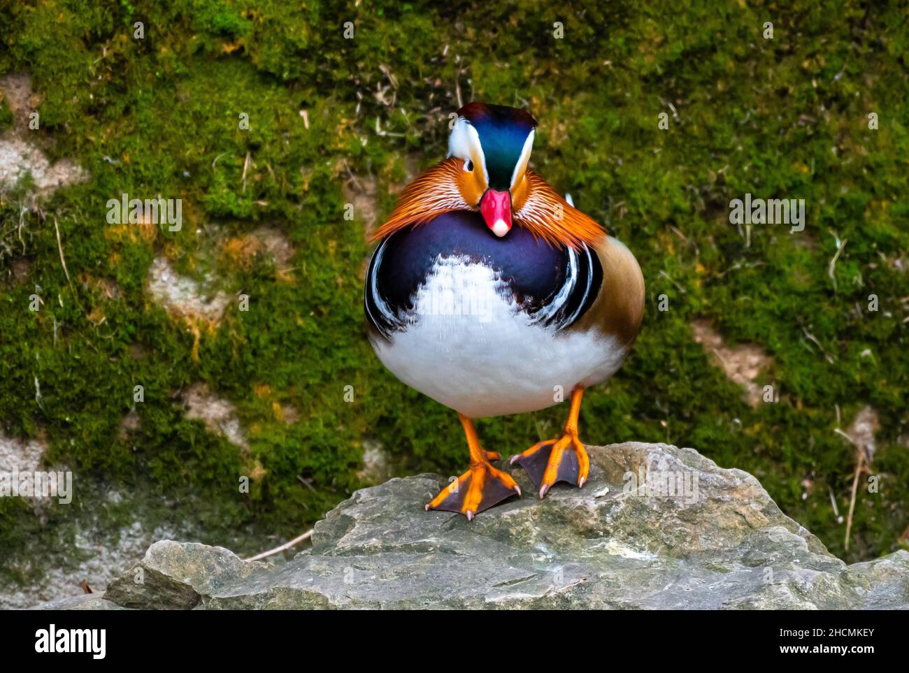 Male Mandarin Duck (Aix Galericulata) With Colorful Plumage Balancing ...