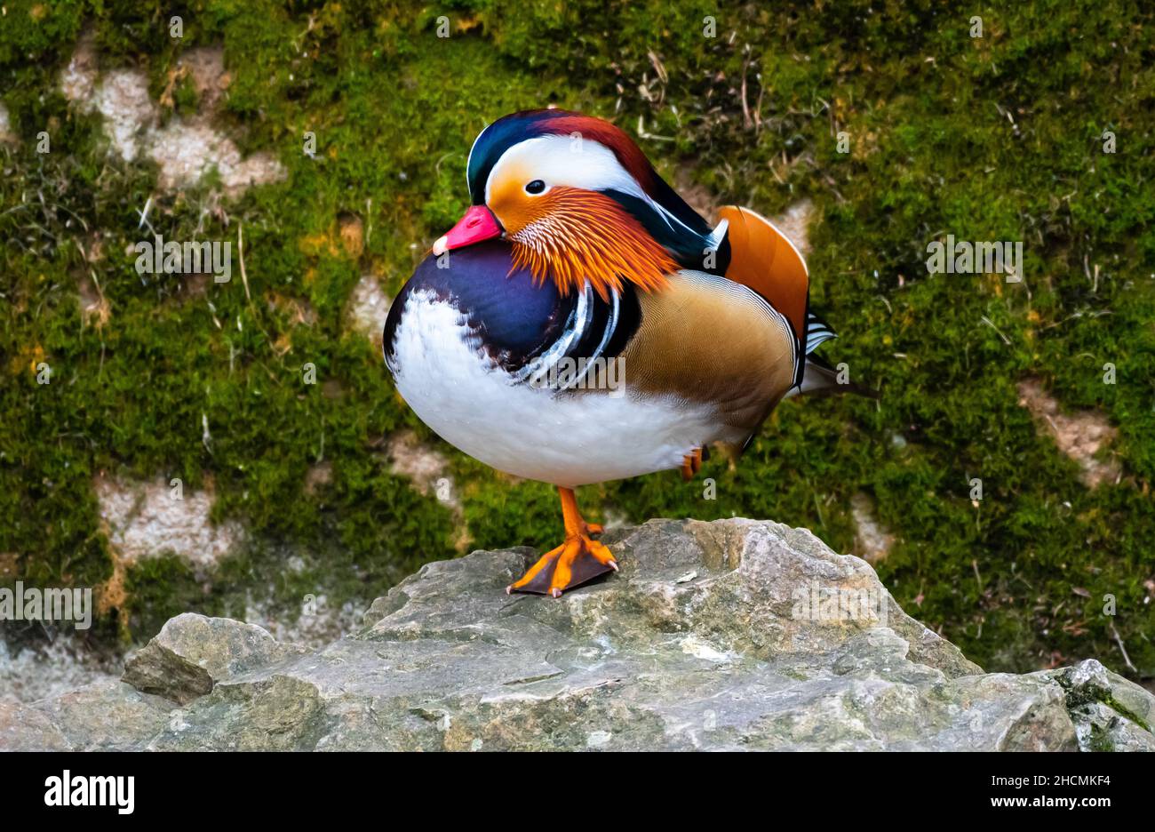 Male Mandarin Duck (Aix Galericulata) With Colorful Plumage Balancing ...