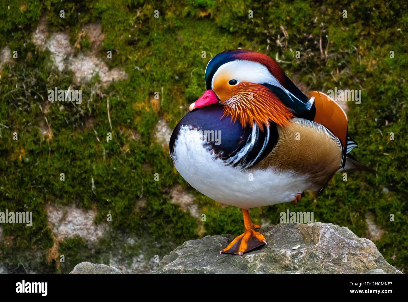 Male Mandarin Duck (Aix Galericulata) With Colorful Plumage Balancing ...