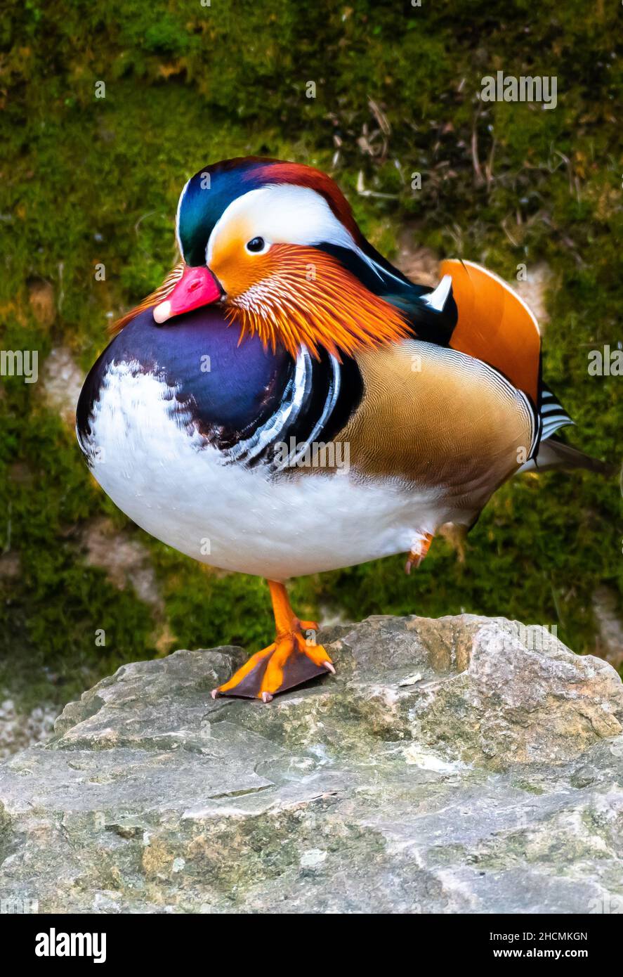Male Mandarin Duck (Aix Galericulata) With Colorful Plumage Balancing ...