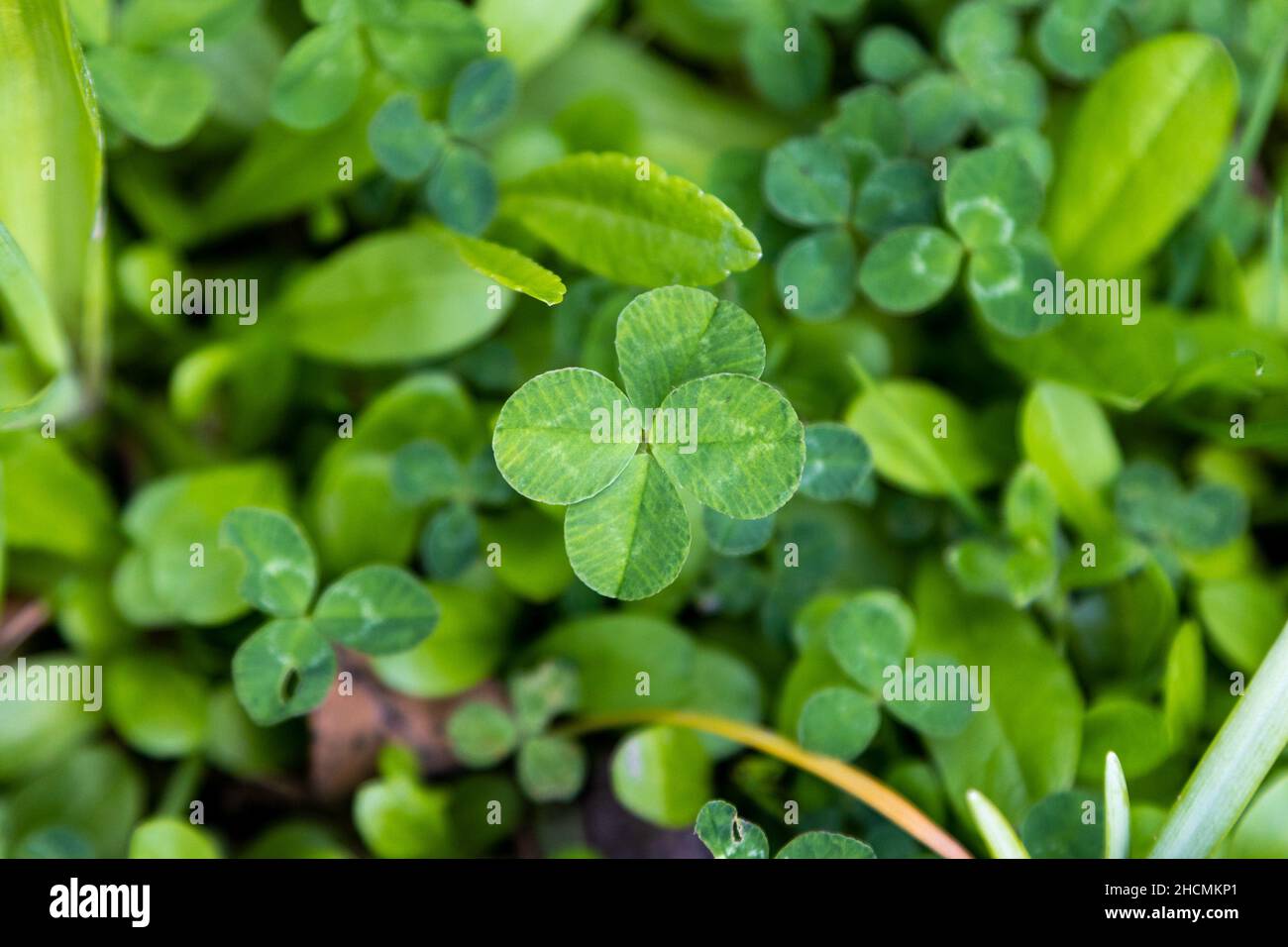Shamrock green wallpaper hi-res stock photography and images - Alamy