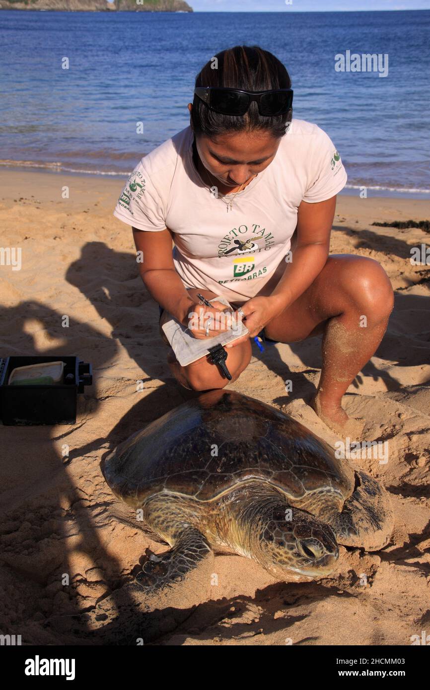 Young Green Turtle in wild. Brazil, Pernambuco State, Fernando de ...