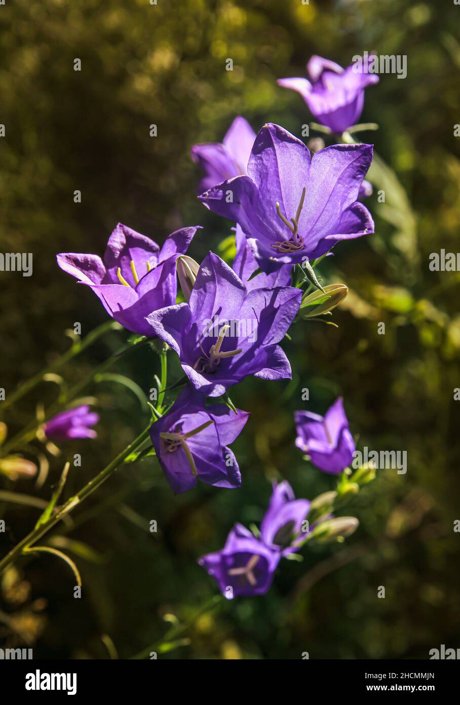 Pink bell flowers tall stem hi-res stock photography and images - Alamy