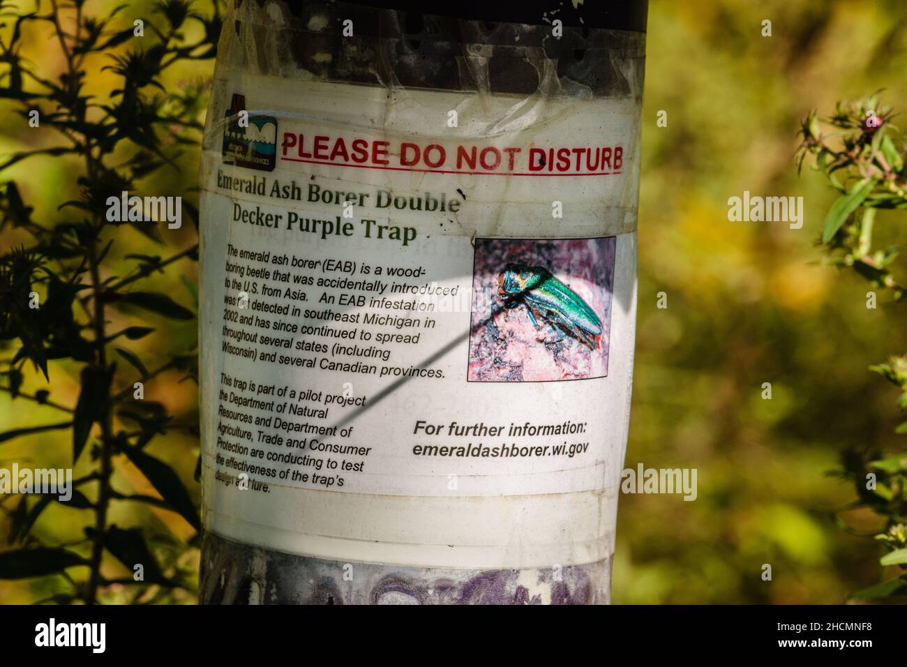 Emerald Ash Borer Trap High Resolution Stock Photography and Images - Alamy