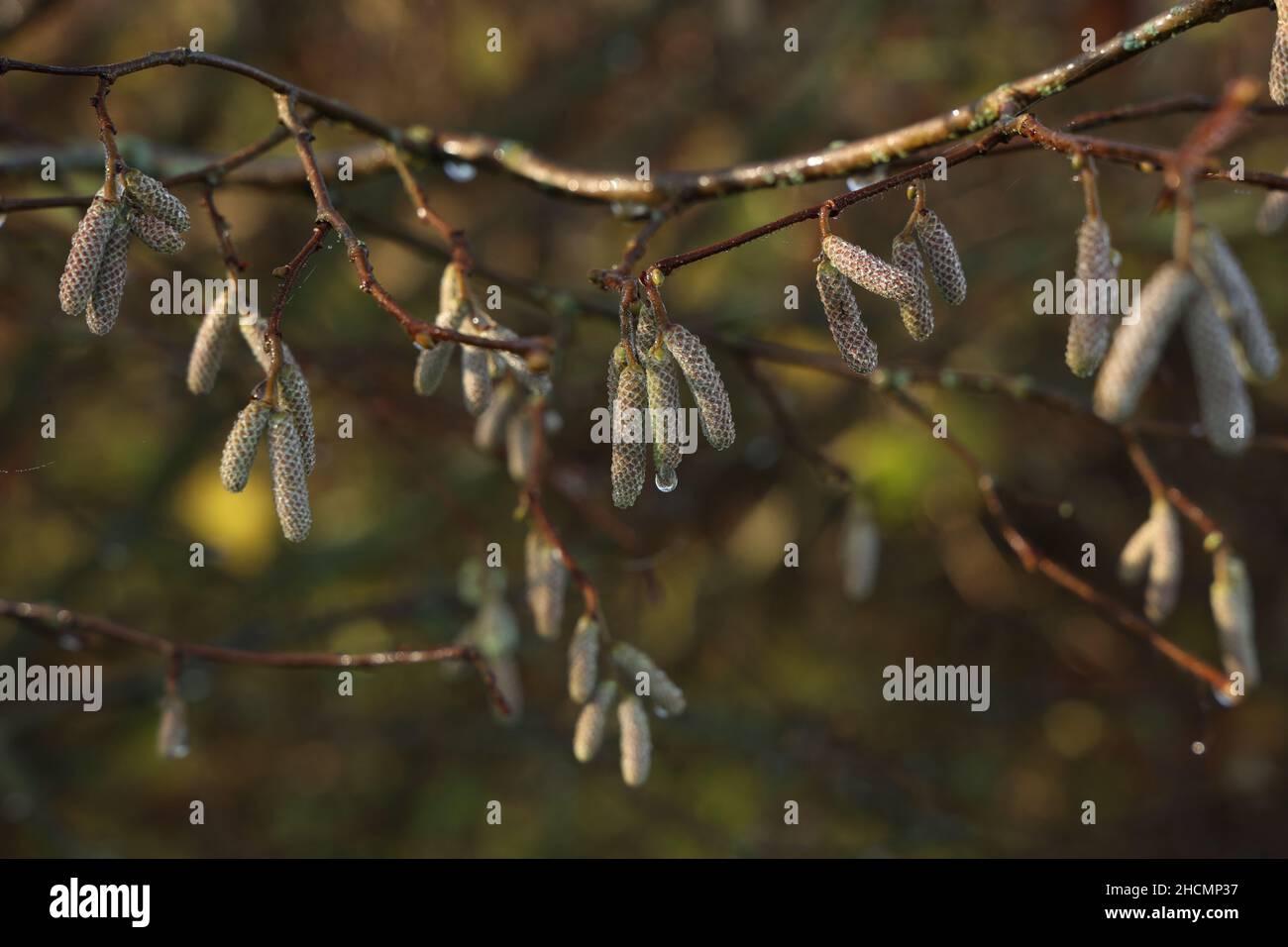Sunny weather tree hi-res stock photography and images - Alamy