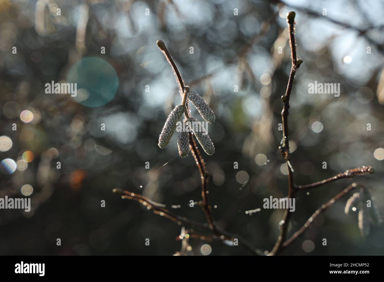 Sunny weather tree hi-res stock photography and images - Alamy
