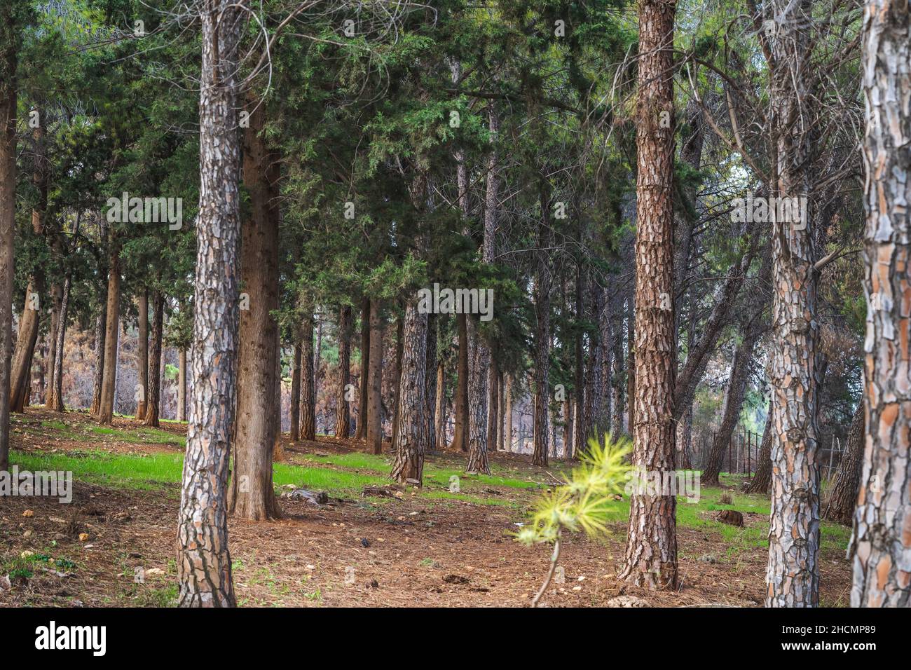 Rainforest many tree ferns hi-res stock photography and images - Alamy