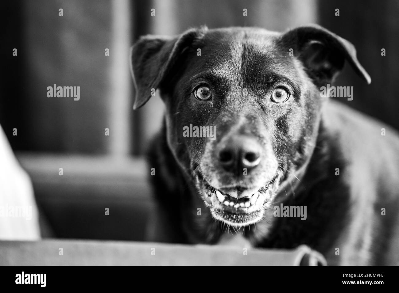 Labrador puppy Black and White Stock Photos & Images - Alamy