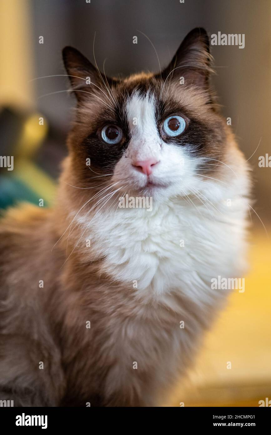 Snowshoe cat hi-res stock photography and images - Alamy