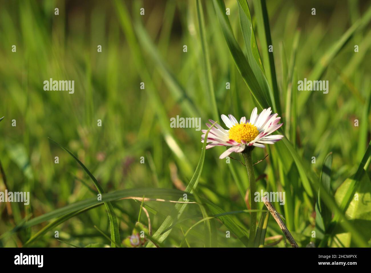 Common daisy blooming in the field Stock Photo - Alamy