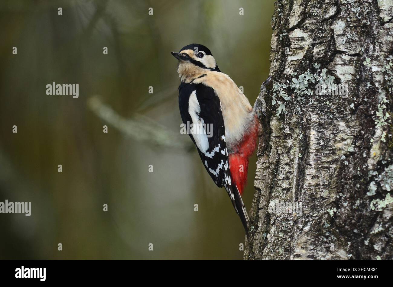 great spotted woodpecker Stock Photo - Alamy