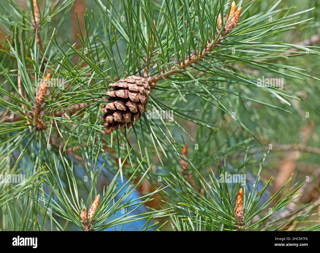 Pine, Pinus, with pine cones Stock Photo - Alamy