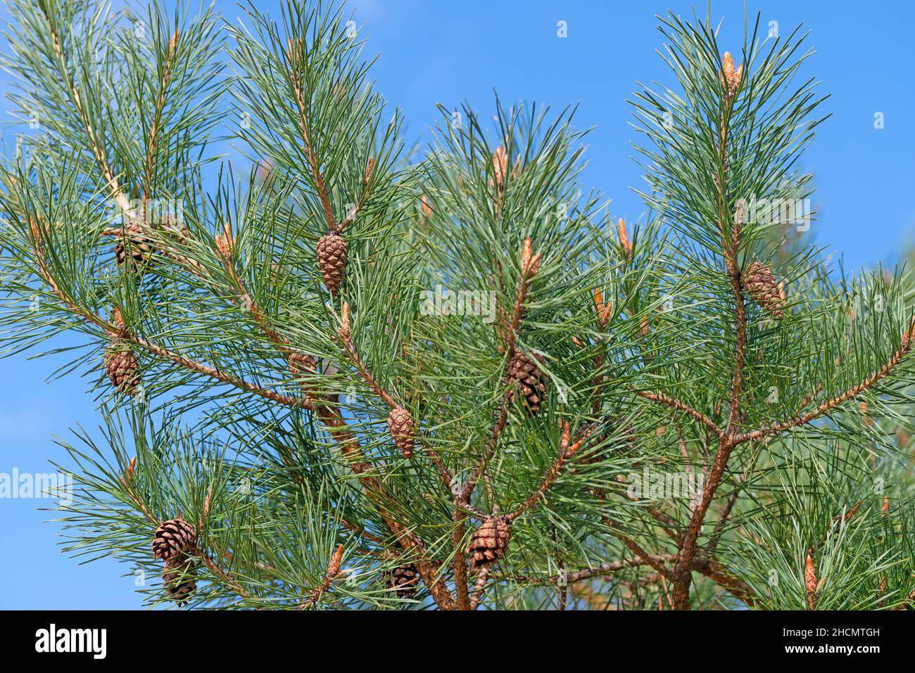 Pine, Pinus, with pine cones Stock Photo - Alamy