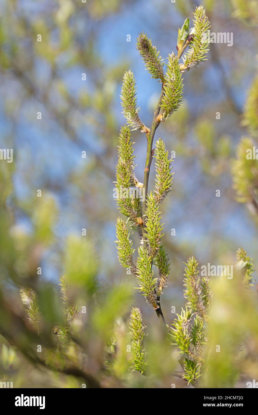 Female flowers of the common willow, Salix caprea Stock Photo - Alamy