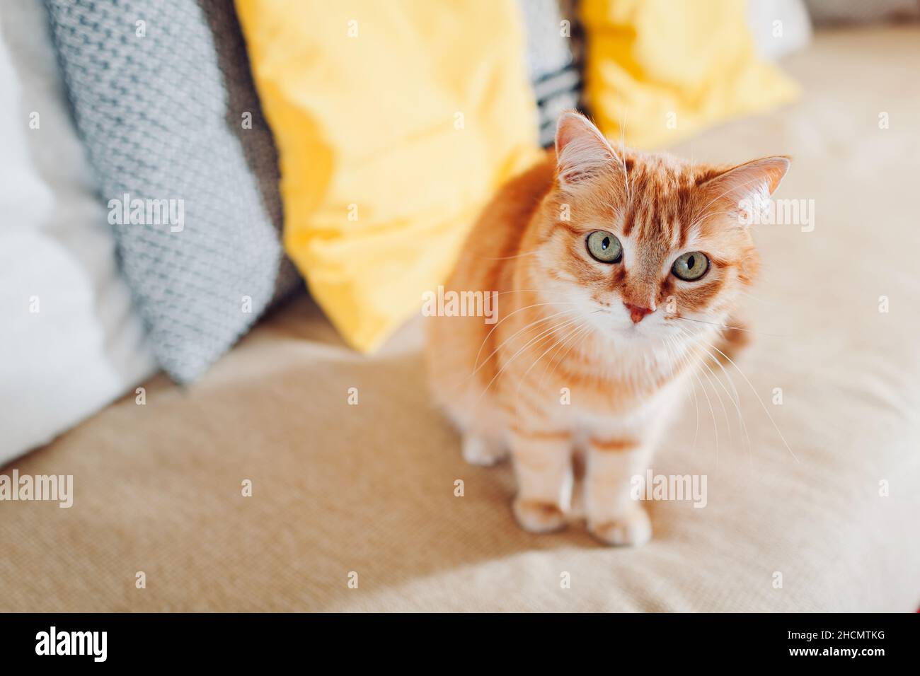 Ginger cat relaxing on couch in living room at home. Pet looking at ...