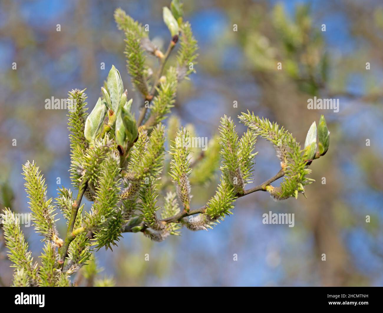 Female flowers of the common willow, Salix caprea Stock Photo - Alamy