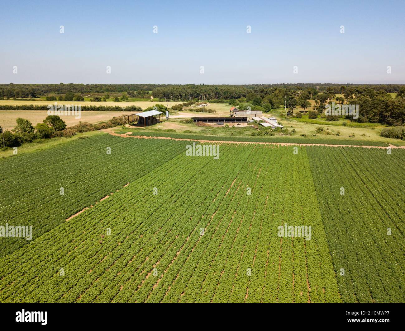 Aerial view of a farm field planted with vegetables and a farm in the ...
