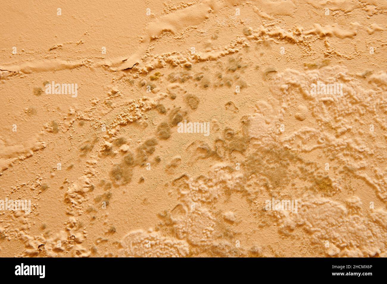 Excessive moisture causes mold and peeling paint walls, such as ...