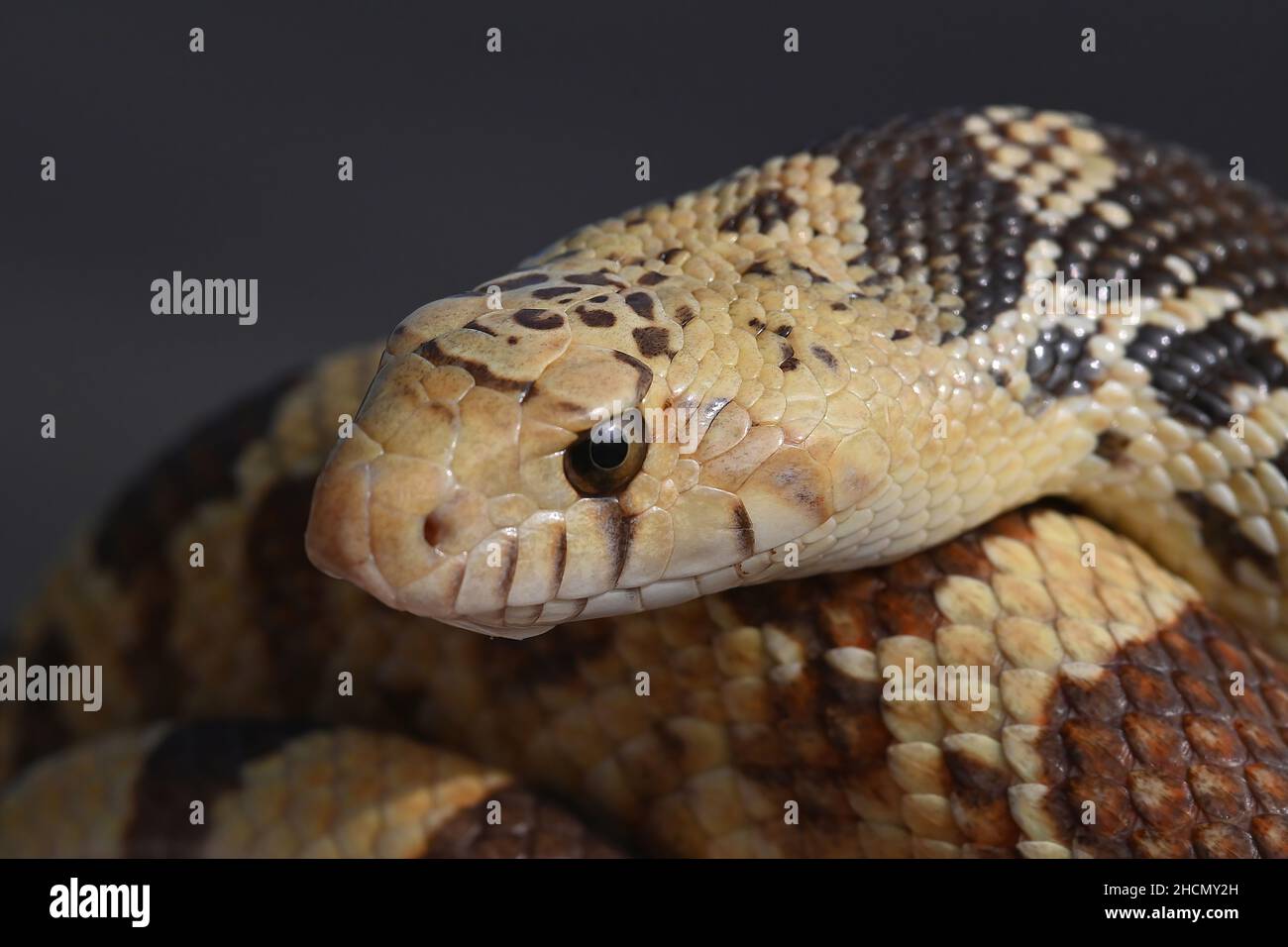 Bull snake hi-res stock photography and images - Alamy