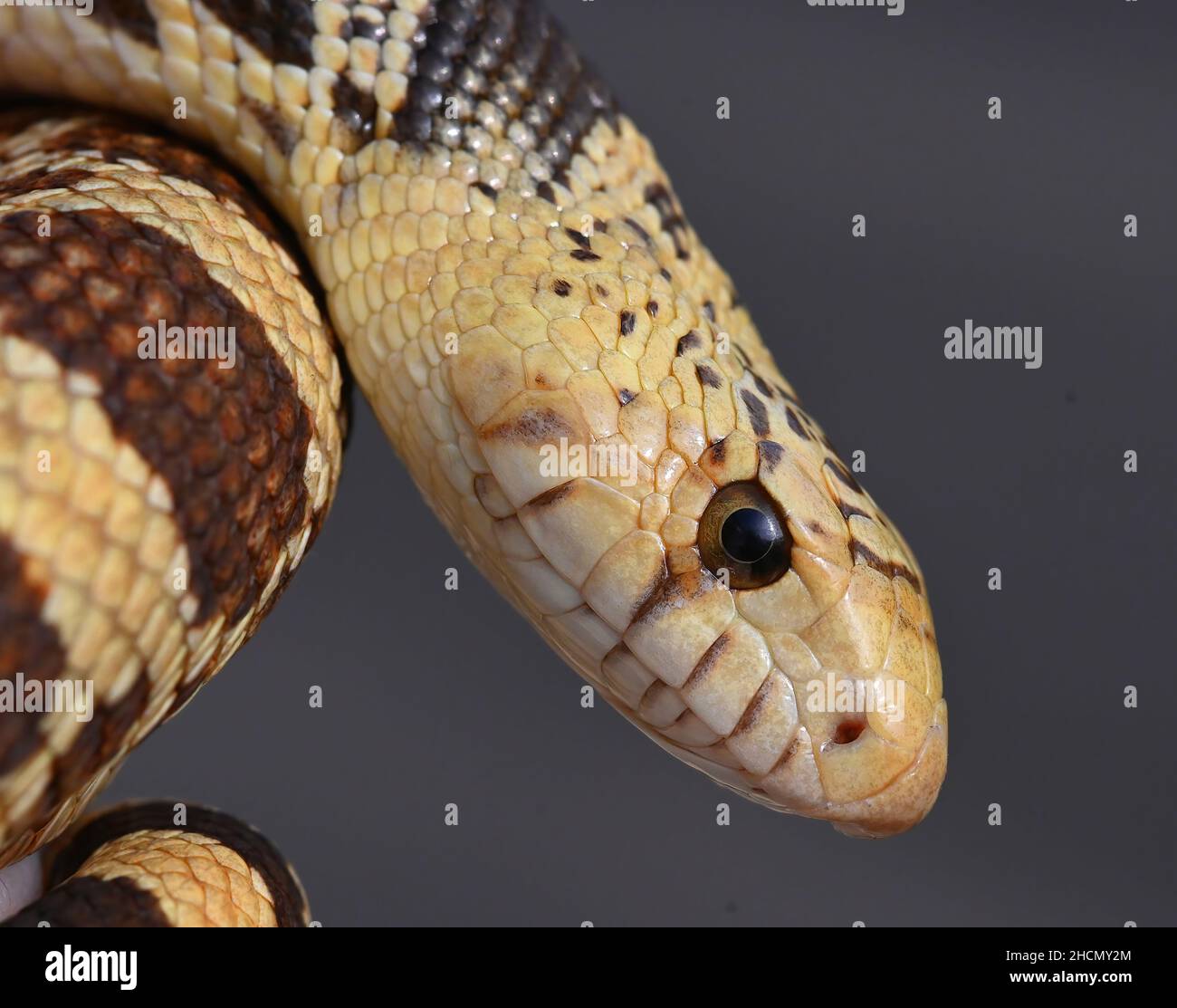 Bull snakes hi-res stock photography and images - Alamy