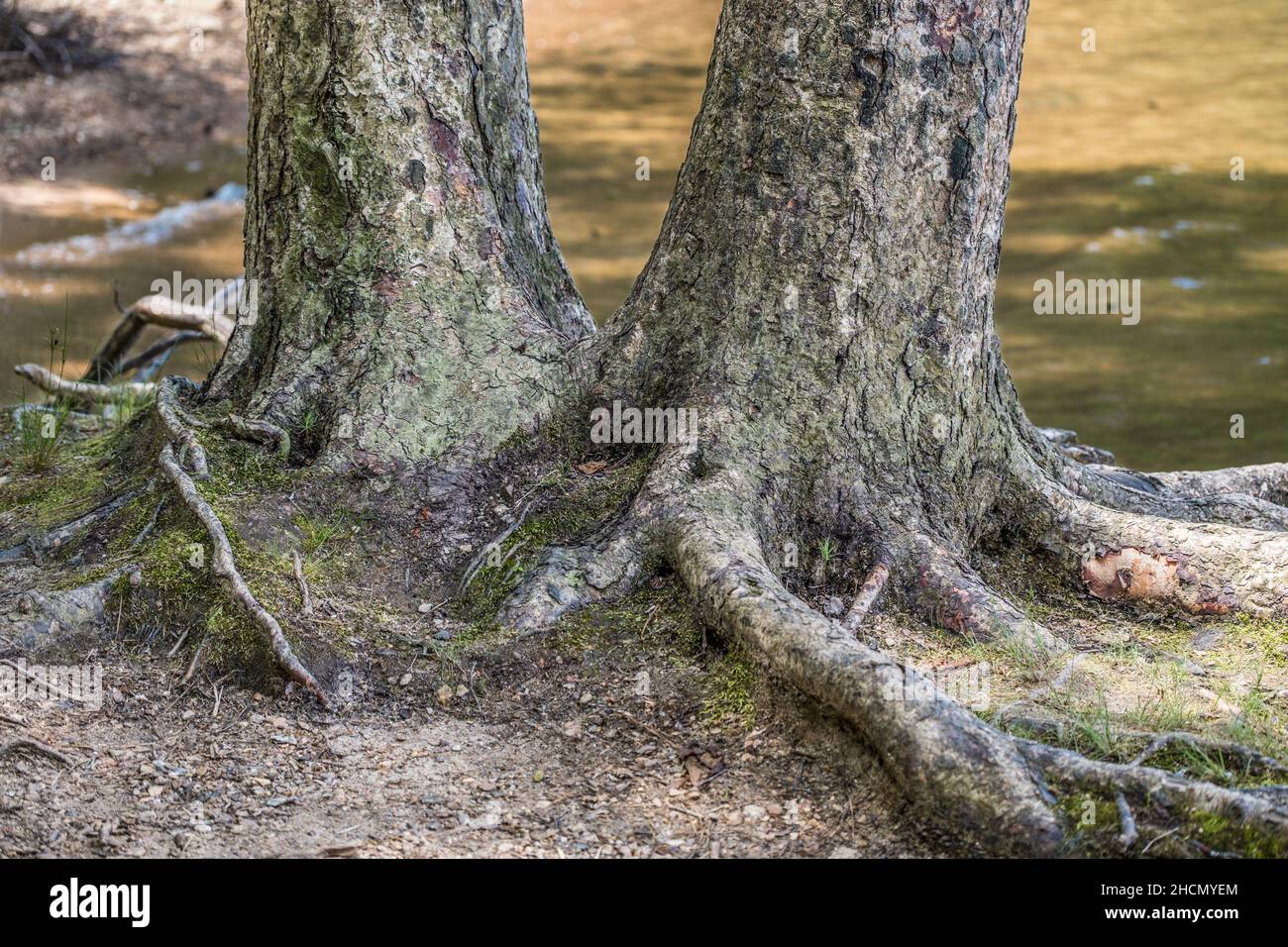 Trees roots exposed merge hi-res stock photography and images - Alamy