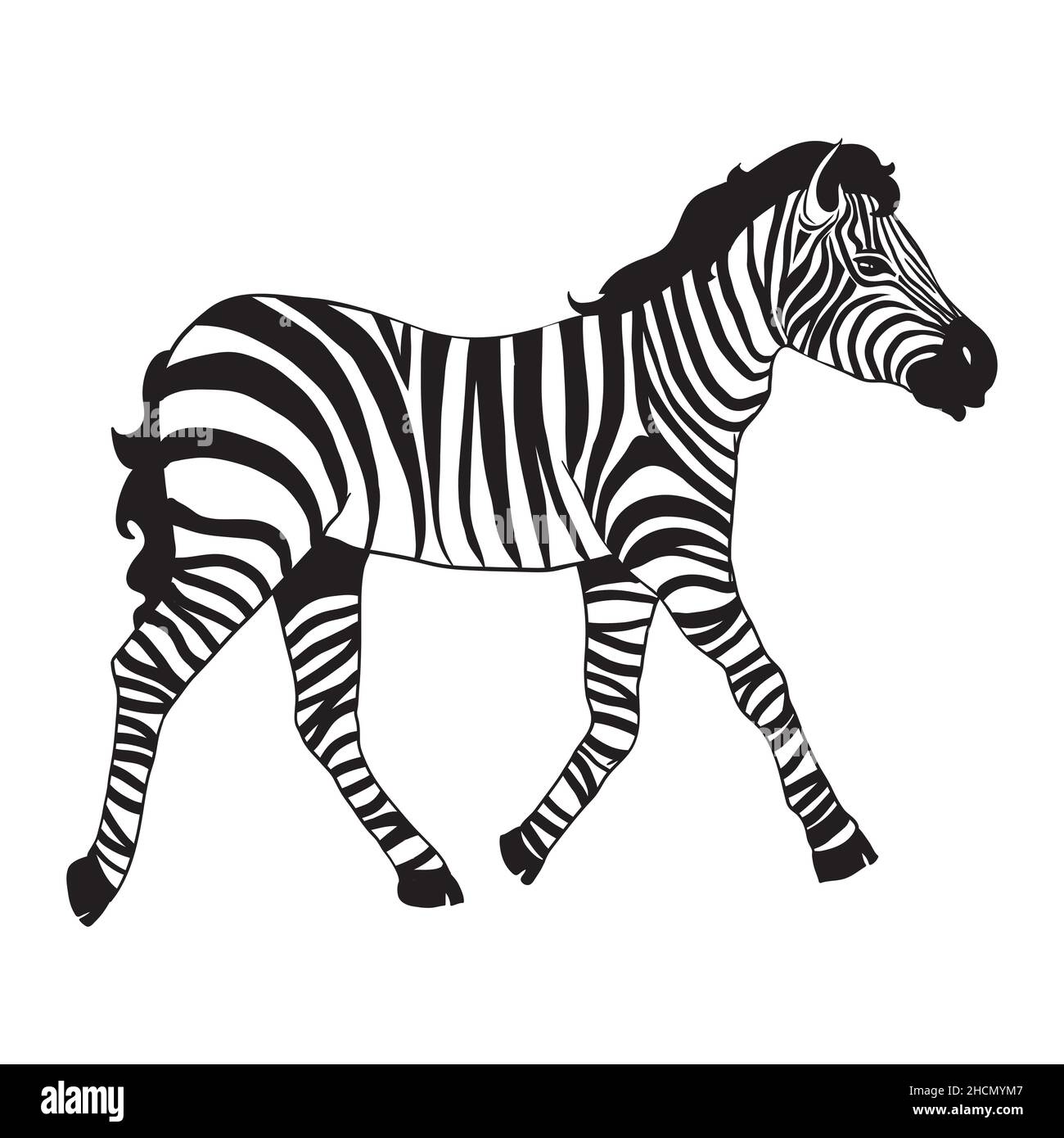 Closeup beautiful potrait Zebra looking at the camera isolated on white ...