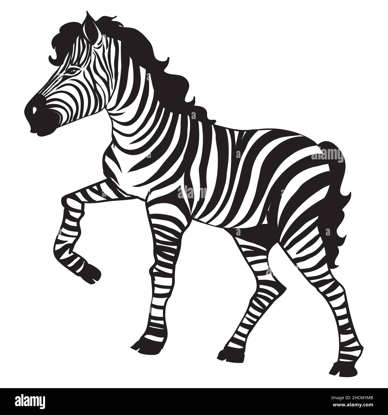 Closeup beautiful potrait Zebra looking at the camera isolated on white ...