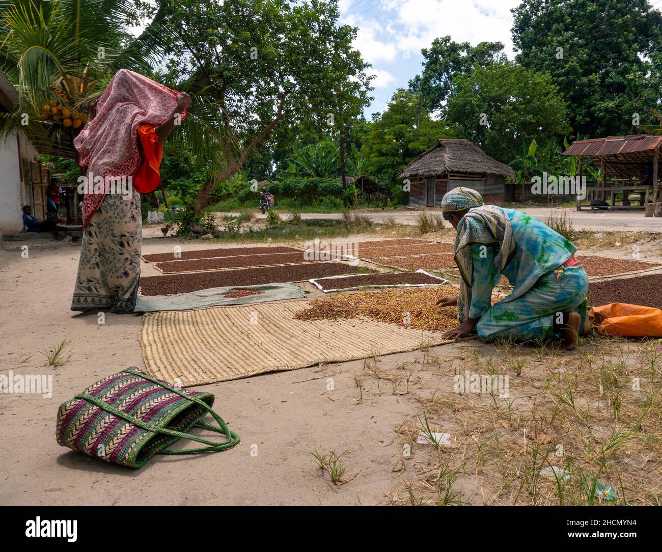 African Women Spreading a Clove to dry on the thatched mat at Pemba ...