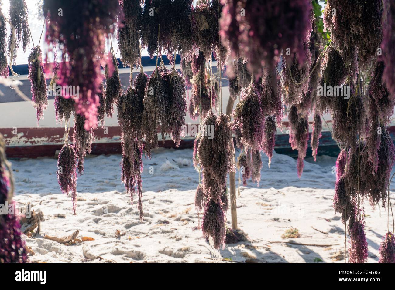 Pink seaweed - algae, being dried hanging on a rope on the beach on ...