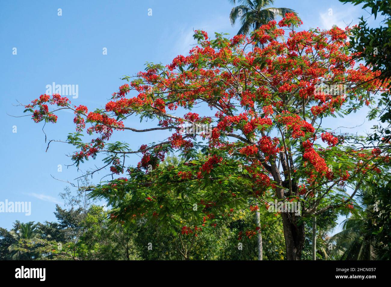 PEMBA, TANZANIA - JANUARY 2020: Red Blooming Flamboyant tree near road ...