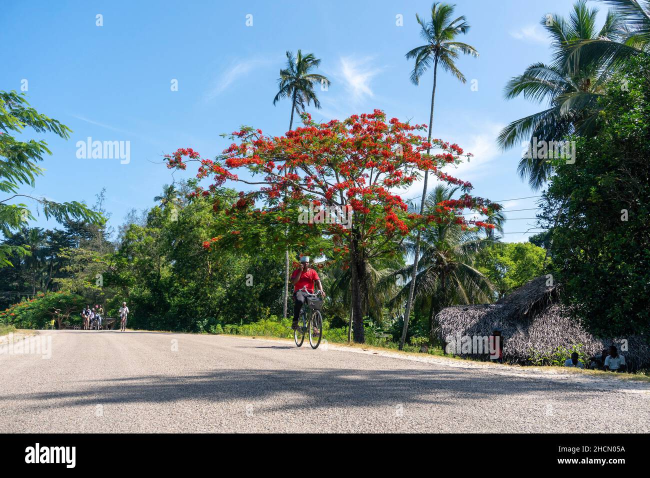 PEMBA, TANZANIA - JANUARY 2020: Red Blooming Flamboyant tree near road ...