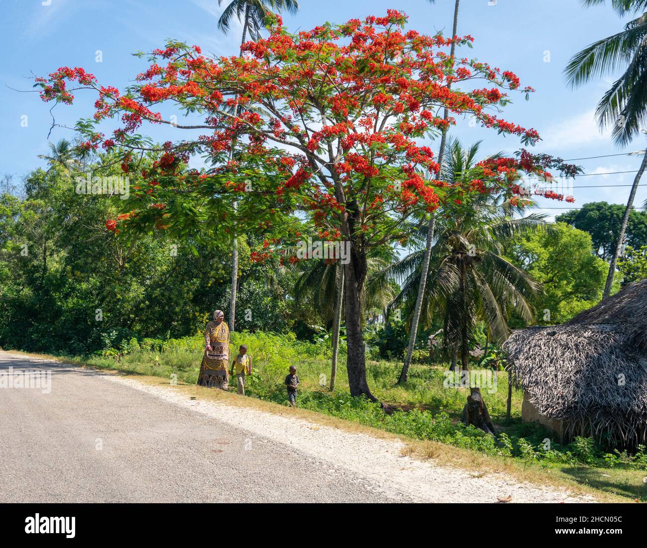 PEMBA, TANZANIA - JANUARY 2020: Red Blooming Flamboyant tree near road ...