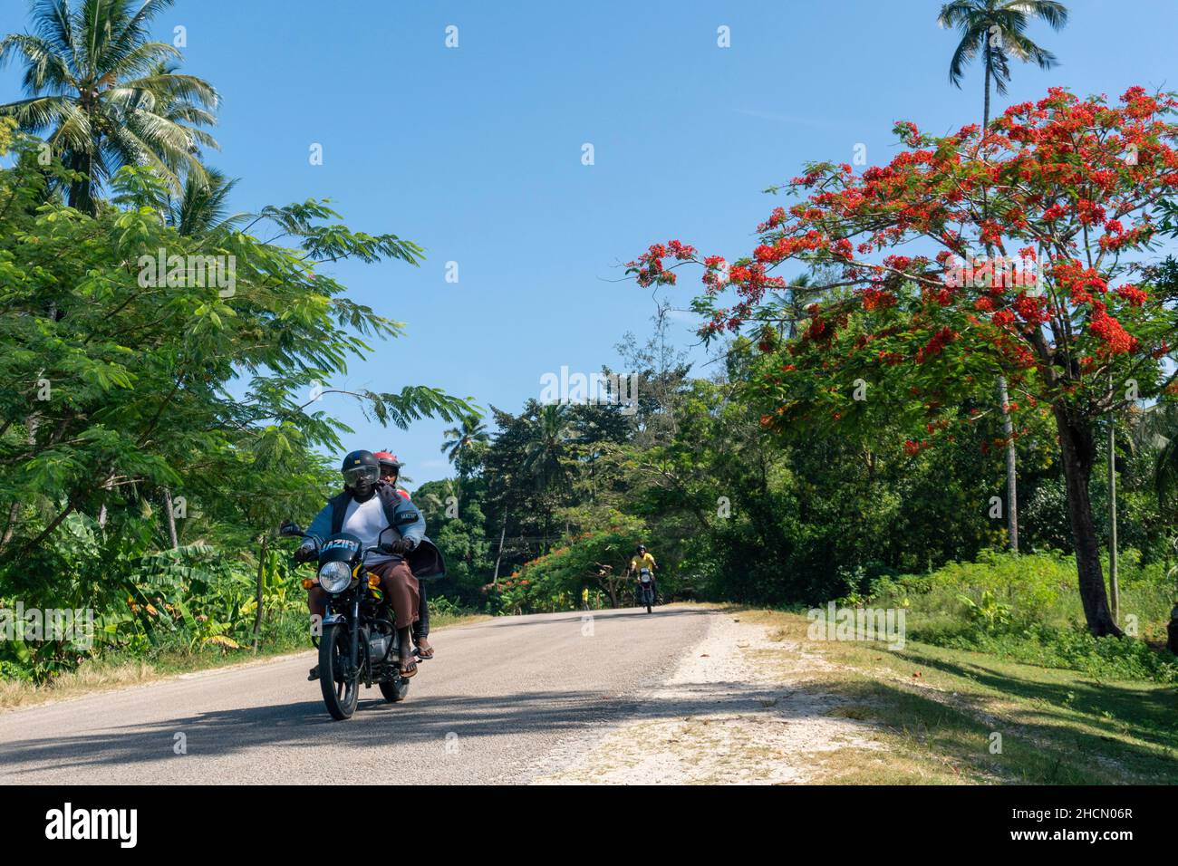 PEMBA, TANZANIA - JANUARY 2020: Red Blooming Flamboyant tree near road ...